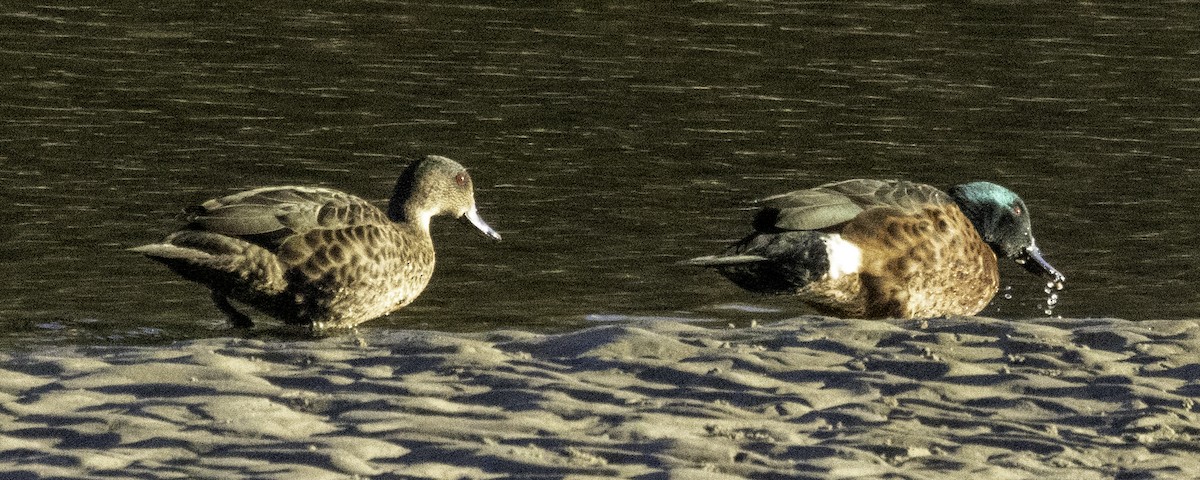 eBird Checklist - 22 Apr 2024 - Gerroa - 15 species