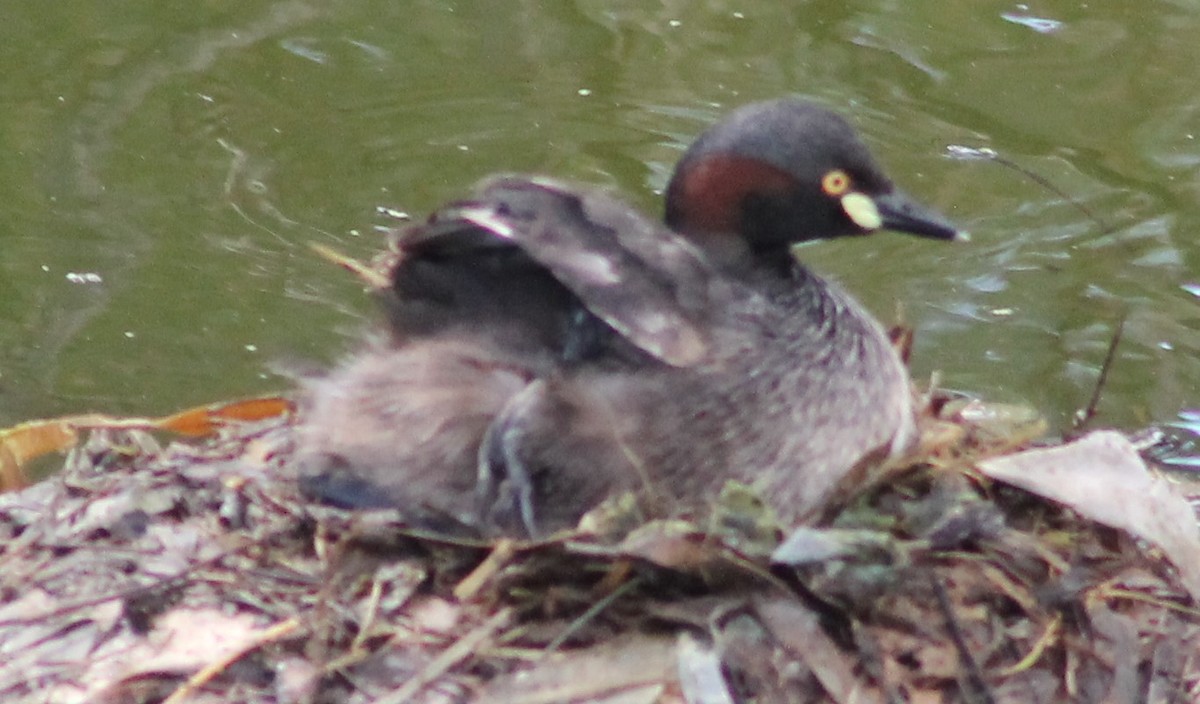 eBird Checklist - 19 Jan 2024 - Tomato Lake - 1 species