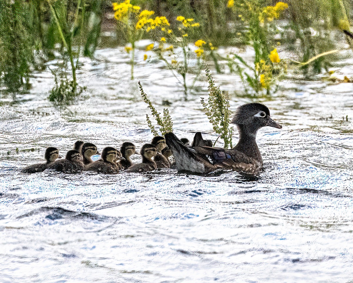 eBird Checklist - 11 May 2024 - Minor E Clark Fish Hatchery (Closed to ...