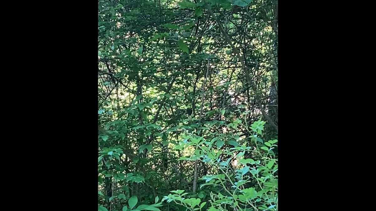 Pennsylvania Bird Atlas Checklist - 22 May 2024 - DWGNRA Slateford ...