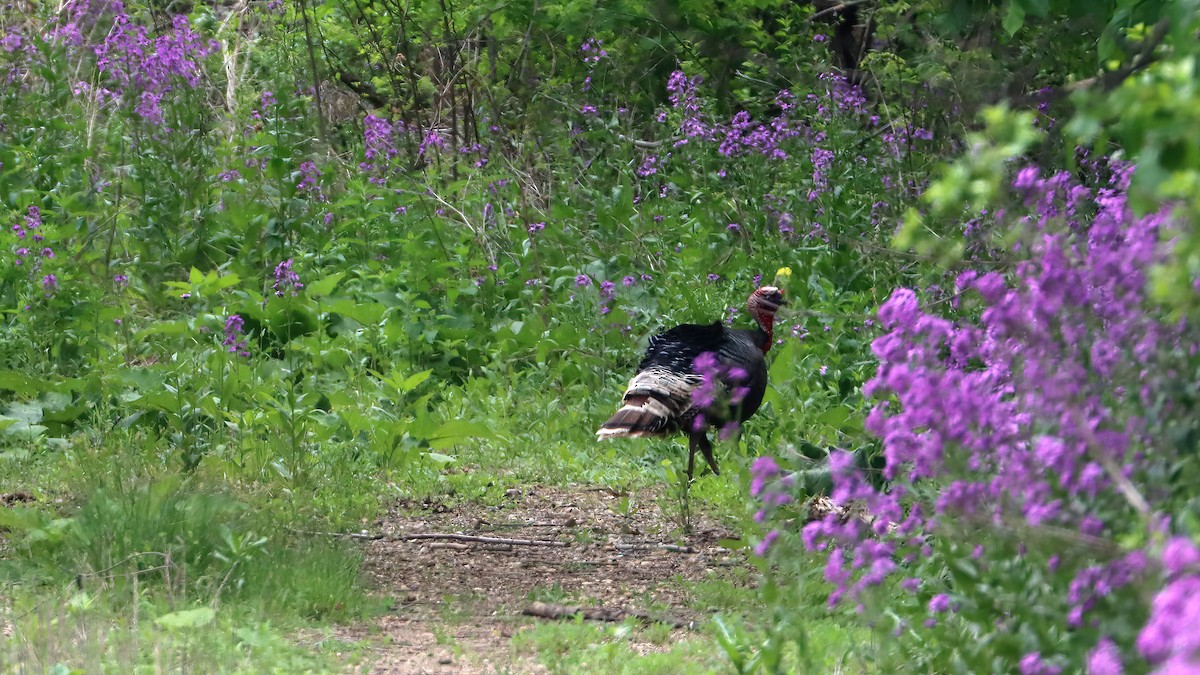 eBird Checklist - 20 May 2024 - Lake Andes NWR - 53 species (+1 other taxa)