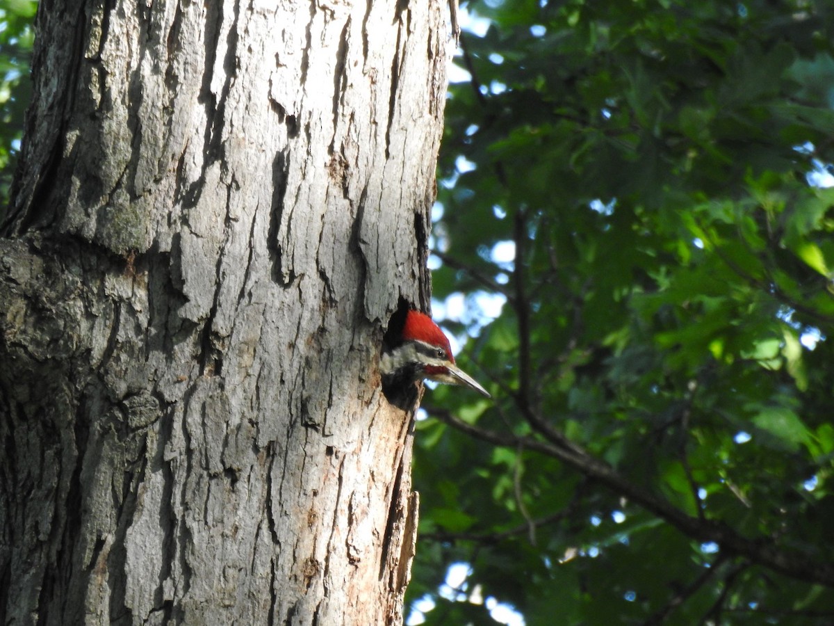 eBird Checklist - 22 May 2024 - Cap Sauers Holdings Forest Preserve ...