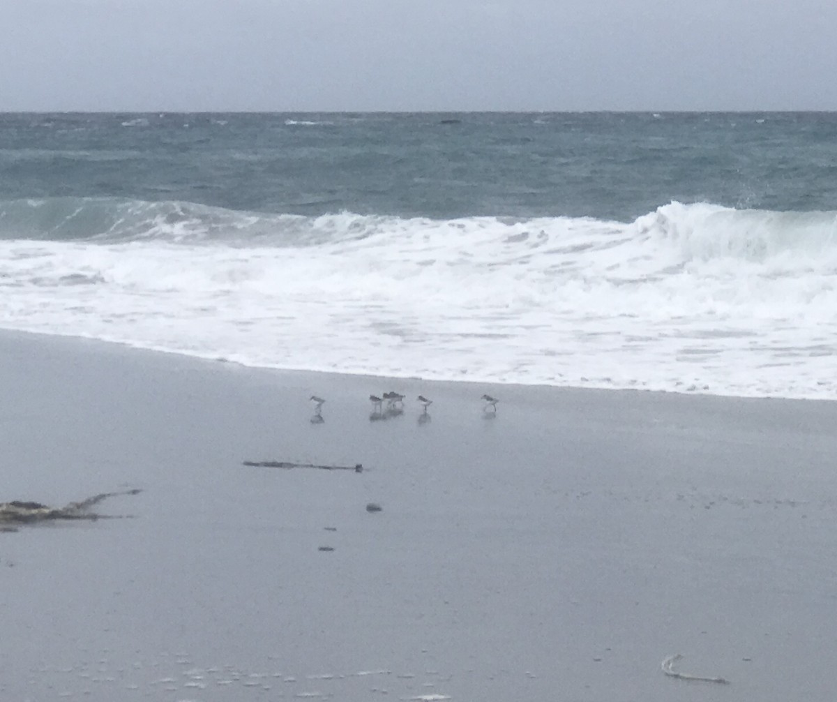 eBird Checklist - 21 May 2024 - Shemya Island--Eareckson AS (restricted ...