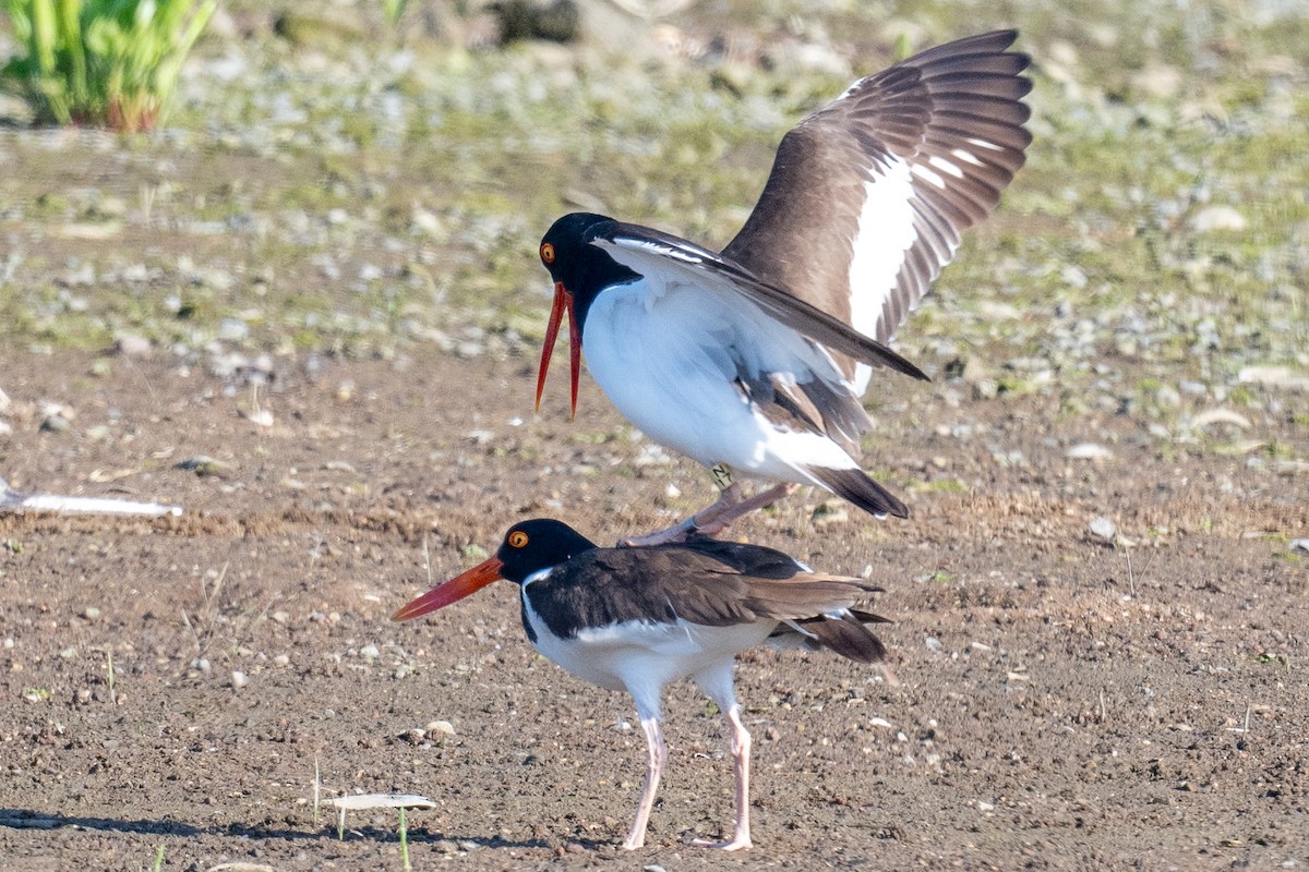 eBird Checklist - 22 May 2024 - Sandy Point - 52 species