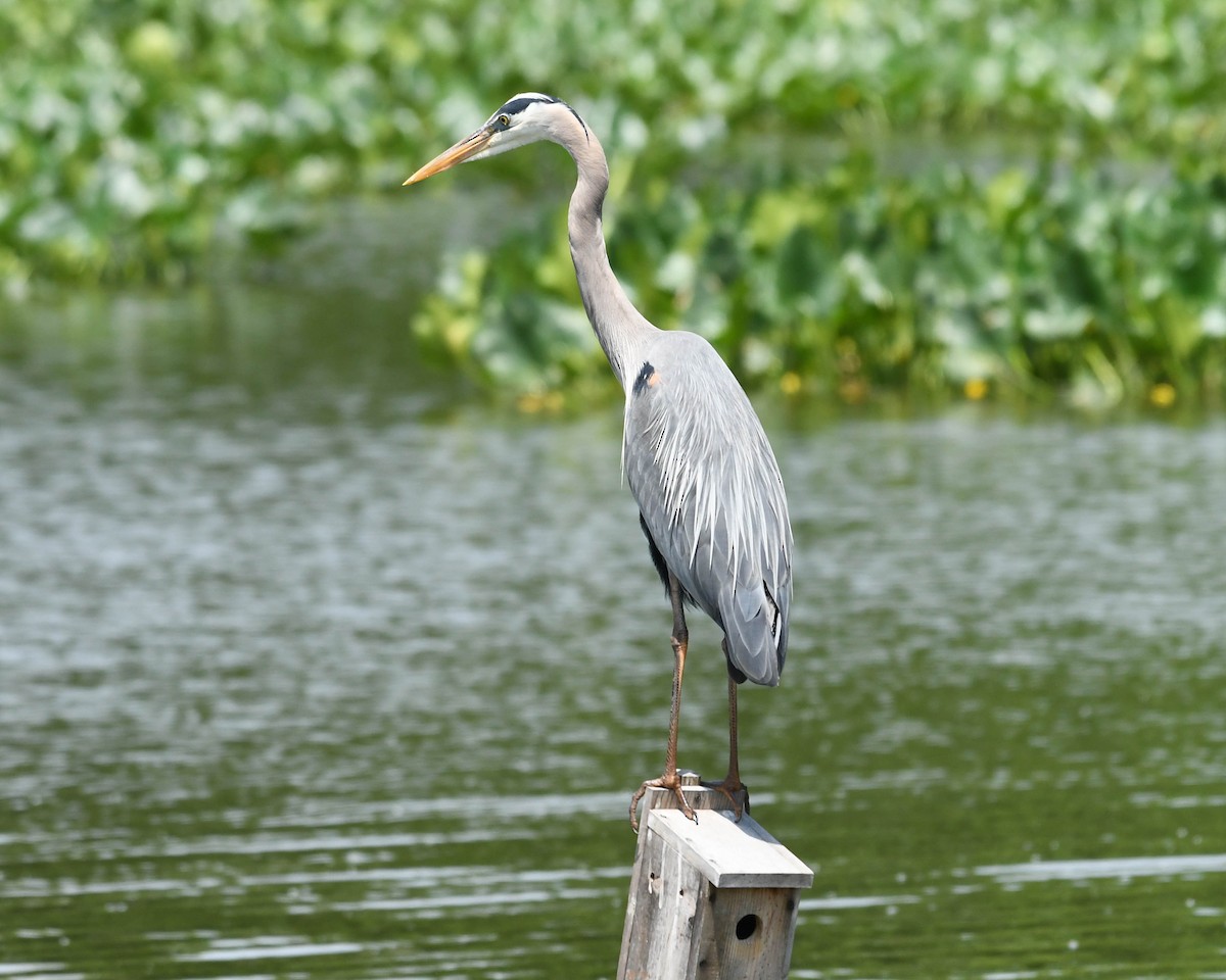 eBird Checklist - 20 May 2024 - John Heinz NWR--impoundment (Philadelphia Co.) - 32 species