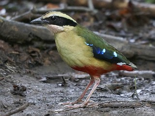 African Pitta - eBird