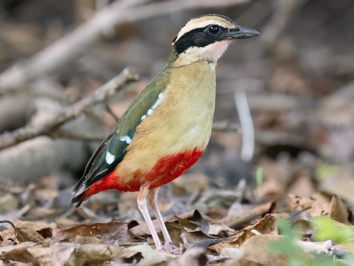 African Pitta - Pitta angolensis - Birds of the World