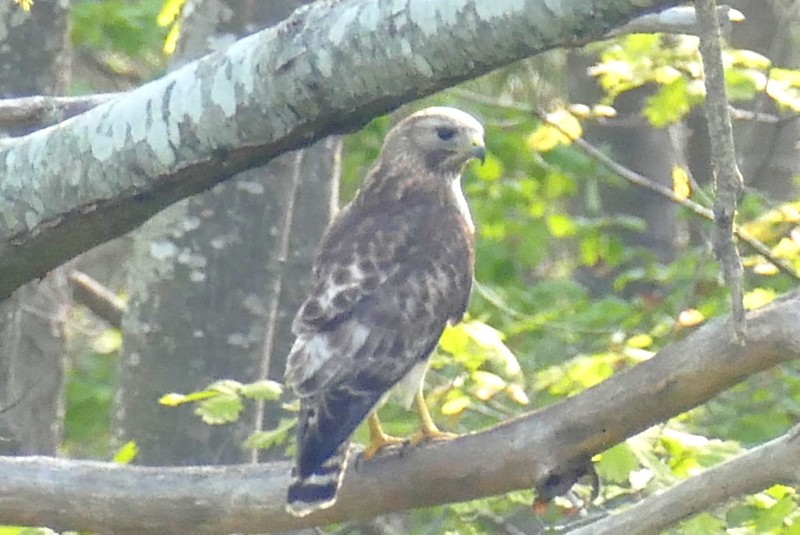 eBird Checklist - 22 May 2024 - Rachel Carson NWR--Timber Point Trail ...