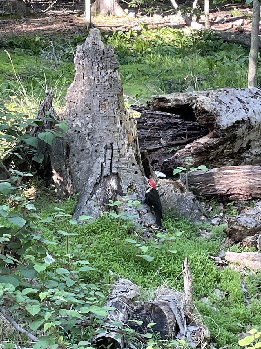 eBird Checklist - 22 May 2024 - Marshlands Conservancy - 39 species