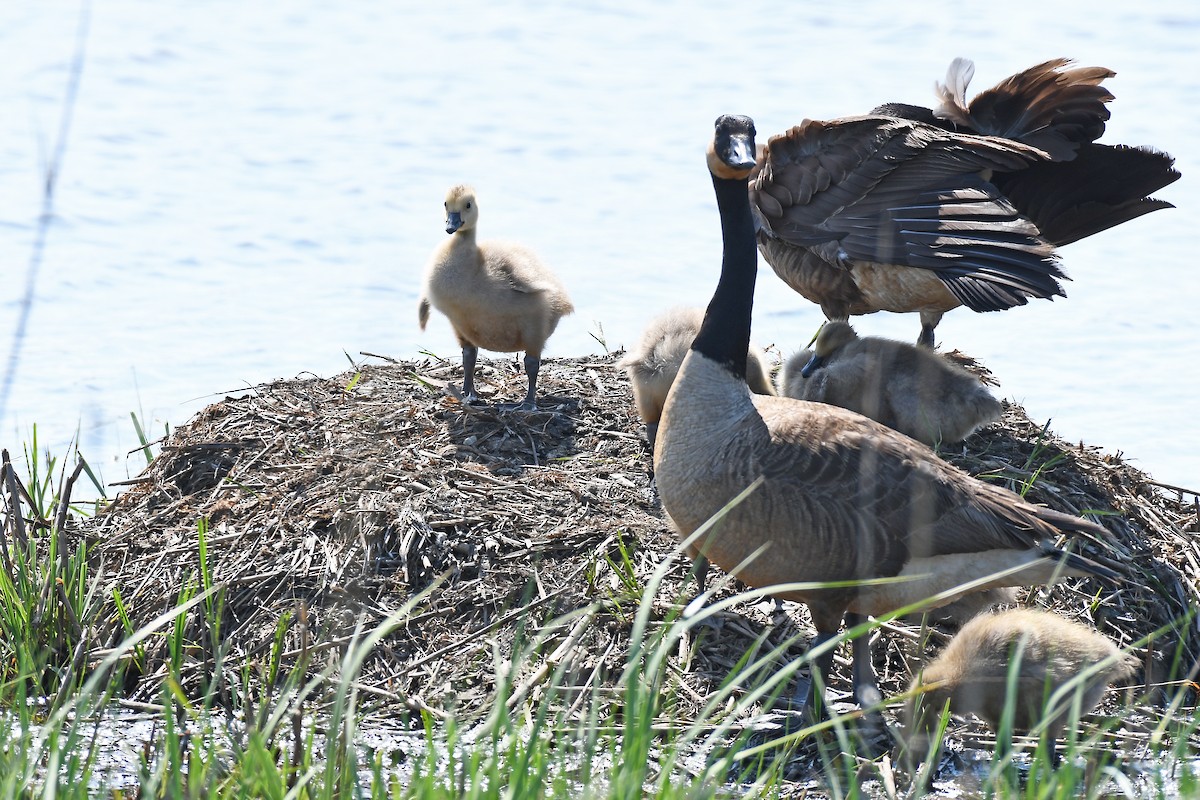eBird Checklist - 22 May 2024 - Bombay Hook NWR - 59 species