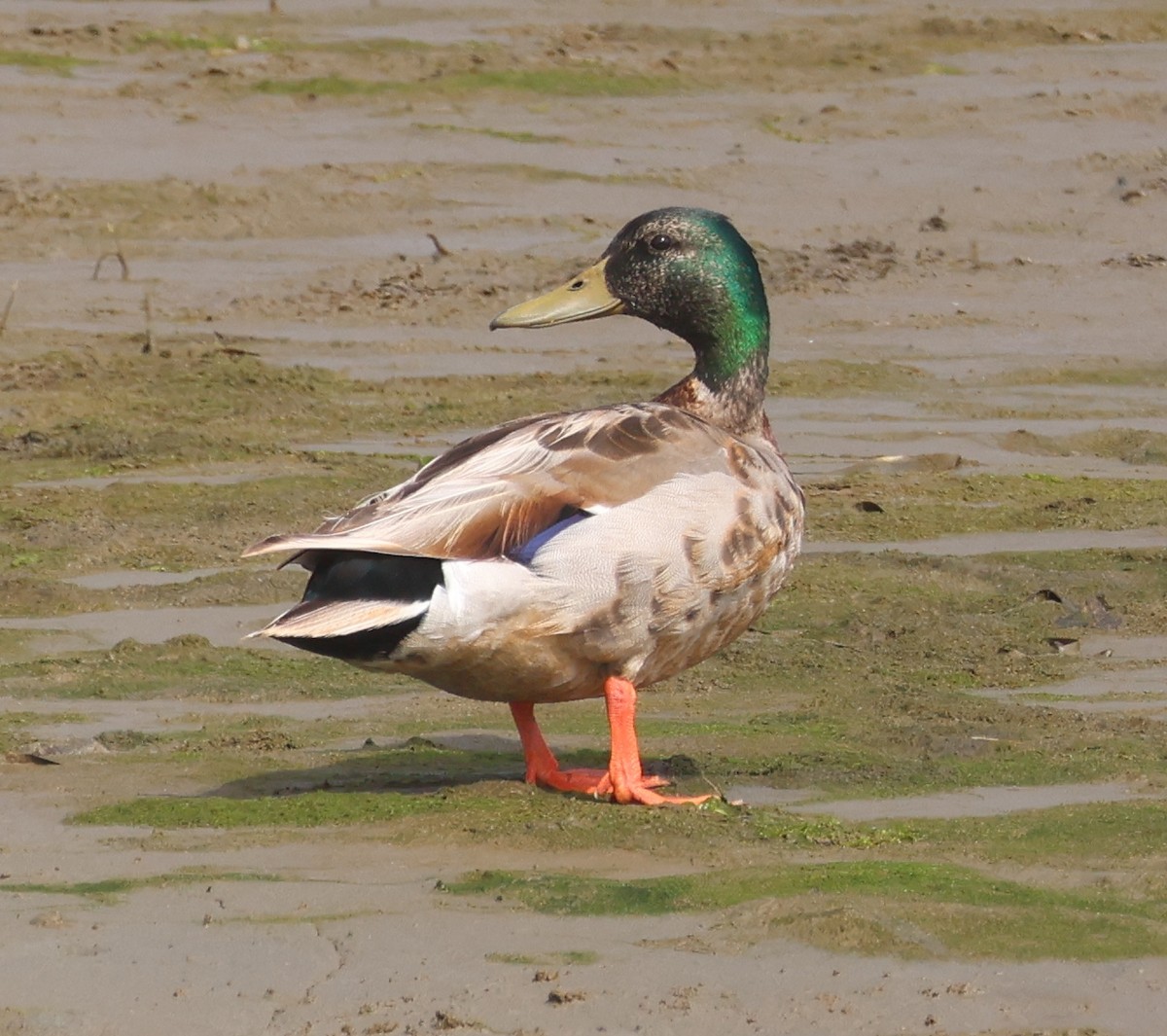 eBird Checklist - 22 May 2024 - Elk River Wildlife Sanctuary (incl ...