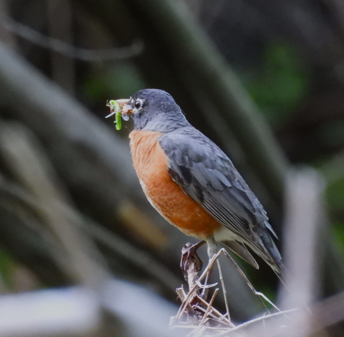 eBird Checklist - 22 May 2024 - Frank Melville Memorial Park and Mill ...