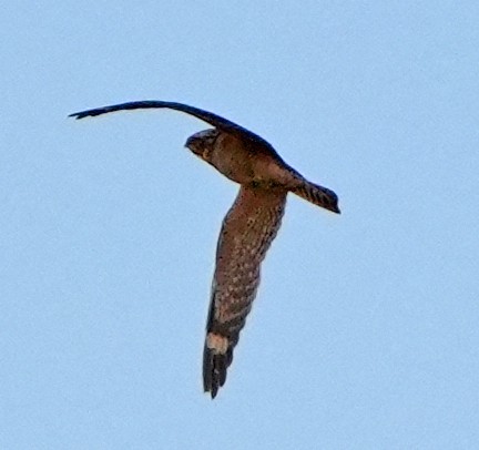 eBird Checklist - 22 May 2024 - Frantz Lake SWA - 24 species