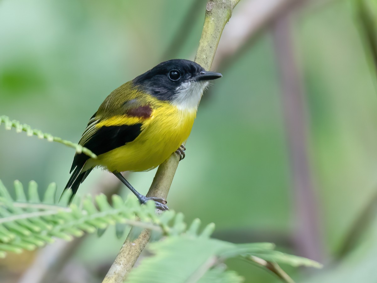 Golden-winged Tody-Flycatcher - Poecilotriccus calopterus - Birds of ...