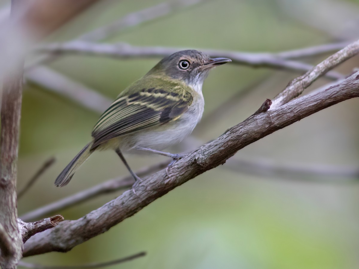 Buff-cheeked Tody-Flycatcher - Poecilotriccus senex - Birds of the World