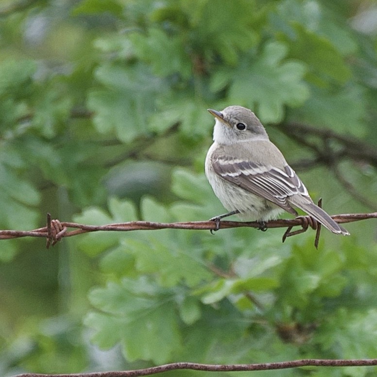 eBird Checklist - 22 May 2024 - Frenchman’s Bar - 1 species