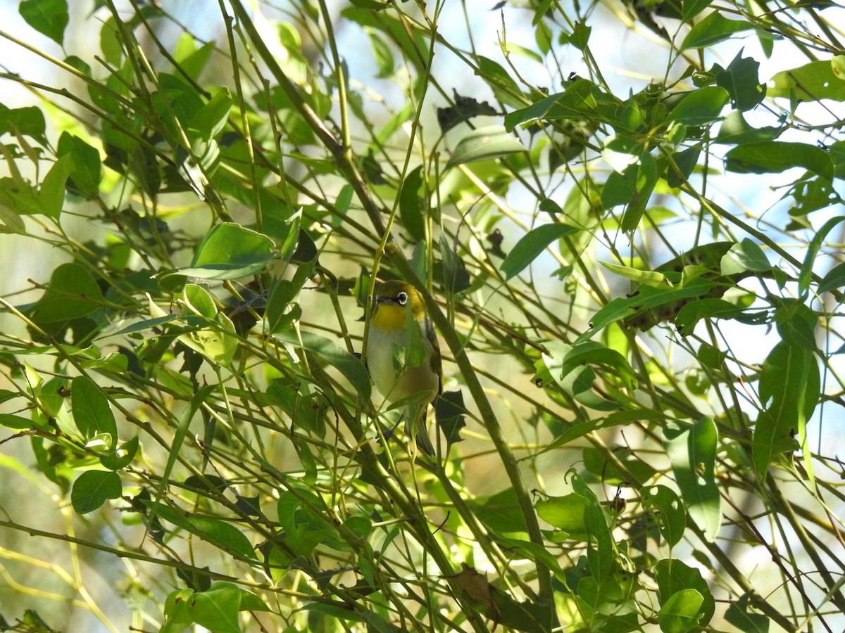 eBird Checklist - 23 May 2024 - Cochrane Bridge Park - 7 species