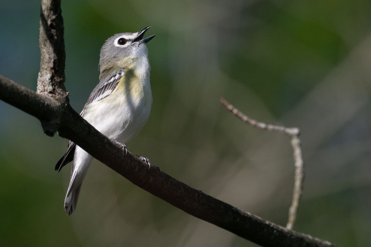 solitary vireo sp. - eBird