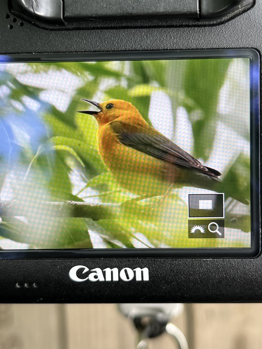eBird Checklist - 23 May 2024 - Eli Whitney Museum - 22 species