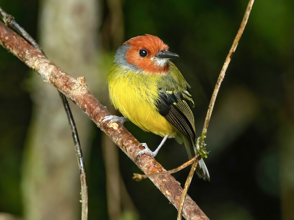 Johnson's Tody-Flycatcher - Poecilotriccus luluae - Birds of the World