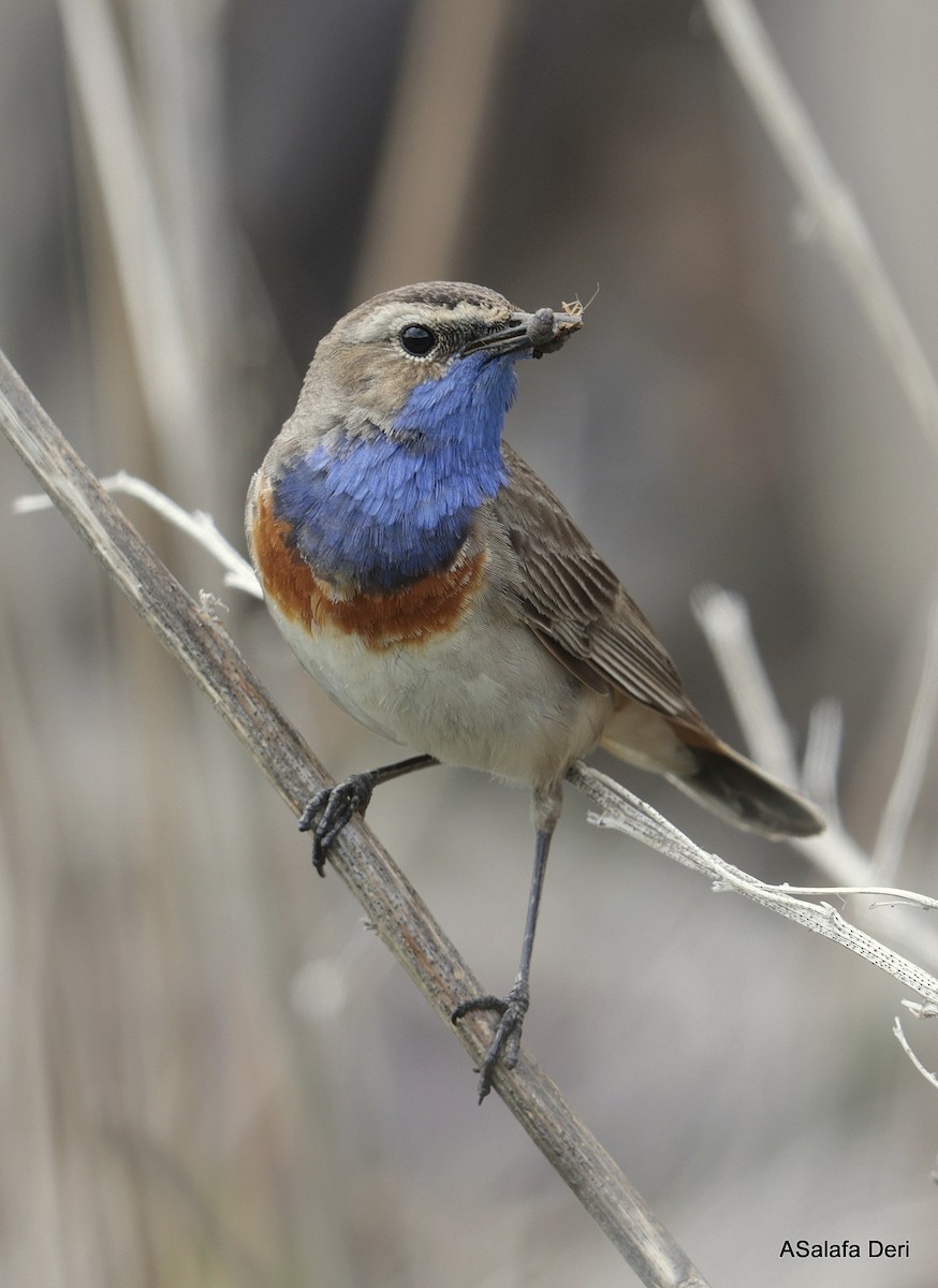 Bluethroat (Caucasian) - eBird