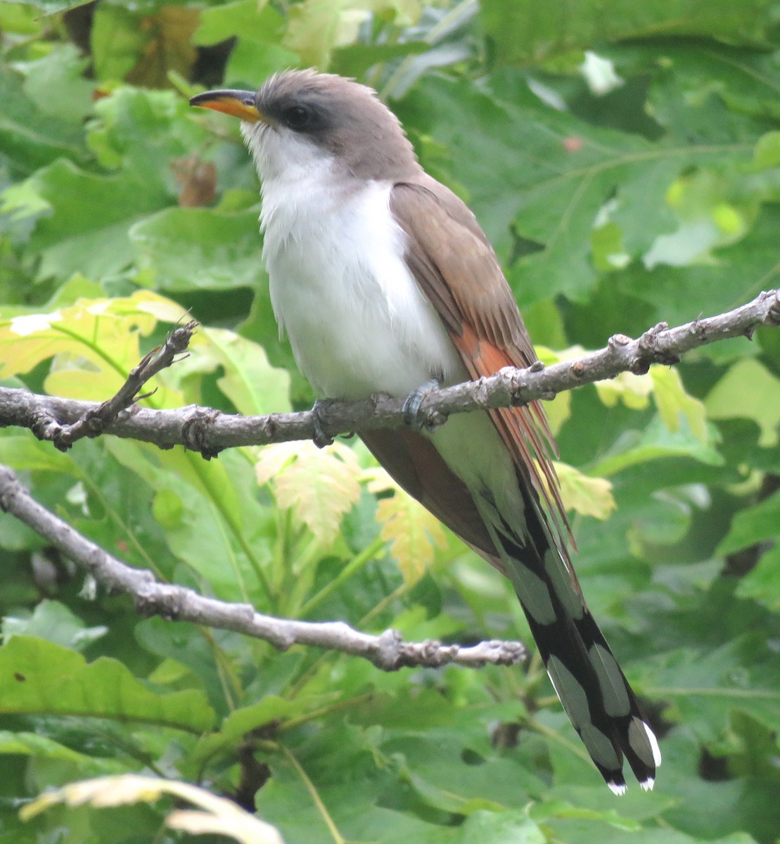 eBird Checklist - 23 May 2024 - White Rock Lake & Old Fish Hatchery ...