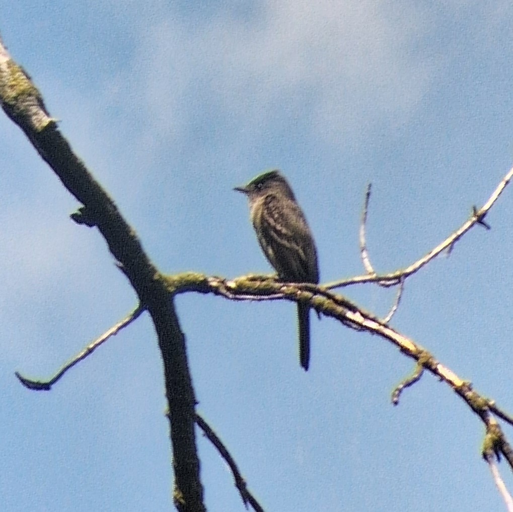 eBird Checklist - 23 May 2024 - West Ridge Nature Park - 15 species