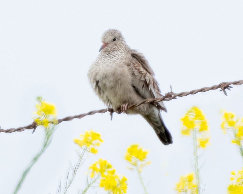 eBird Checklist - 23 May 2024 - Farren Road - 1 species