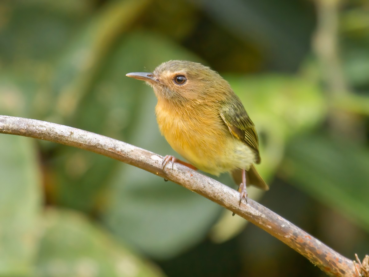 Cinnamon-breasted Tody-Tyrant - Hemitriccus cinnamomeipectus - Birds of ...