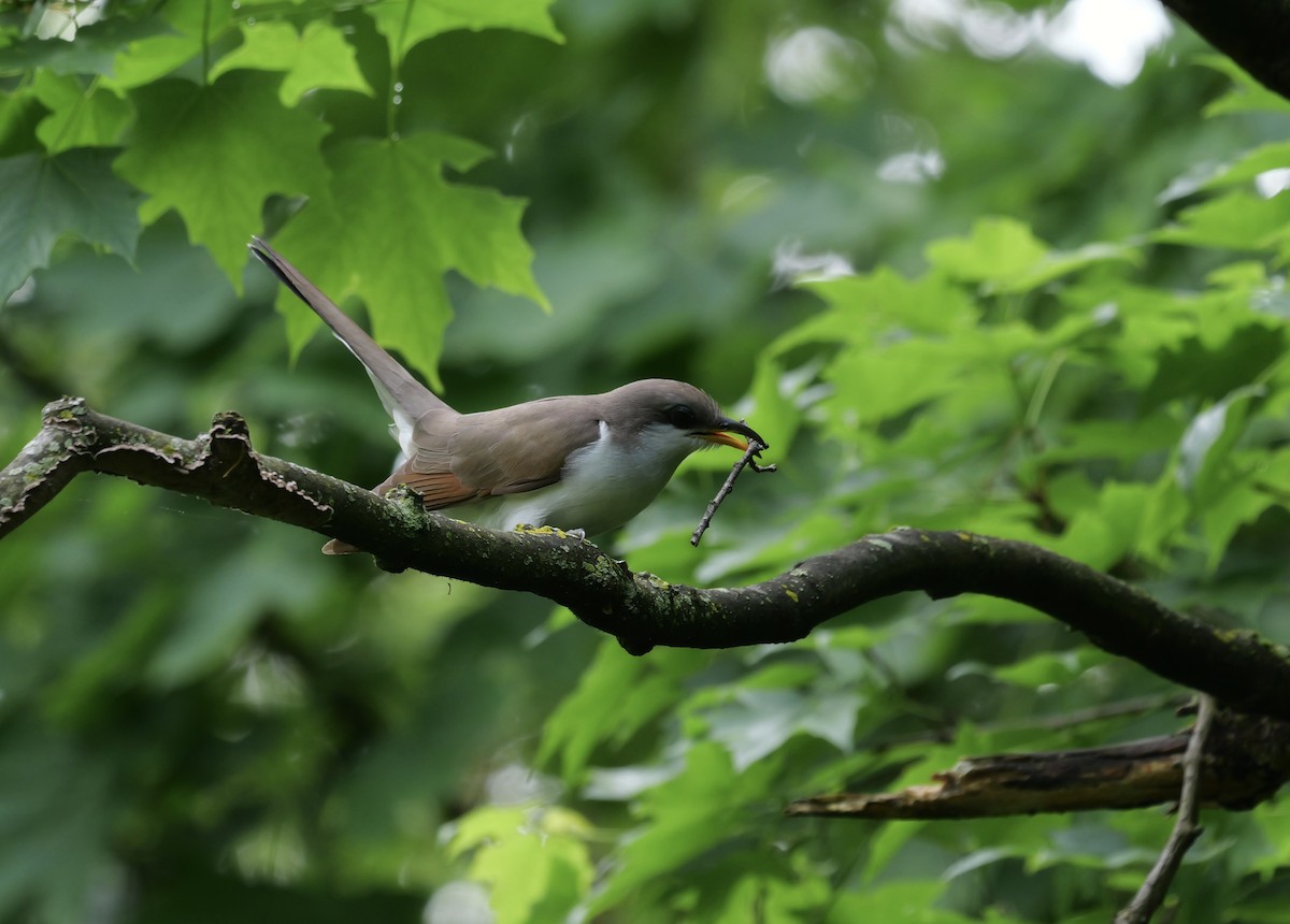 eBird Checklist - 23 May 2024 - Eli Whitney Museum - 30 species