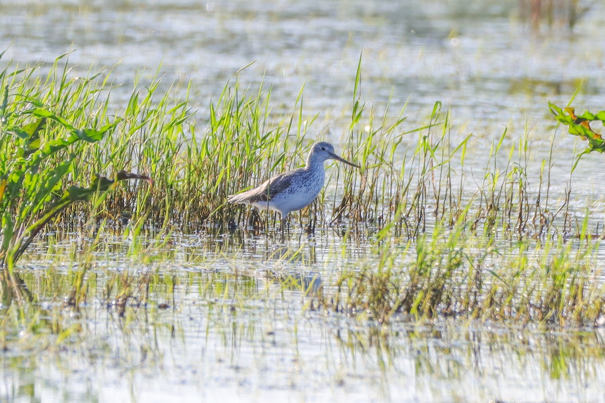 eBird Checklist - 23 May 2024 - Barnham Brooks - 38 species
