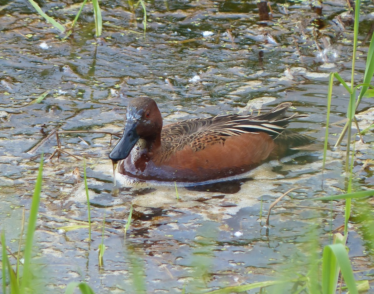 eBird Checklist - 23 May 2024 - ƛ̓éxətəm Regional Park (Colony Farm ...