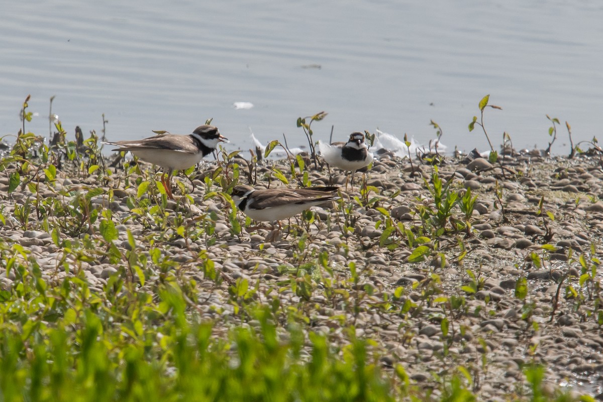 Little Ringed Plover - Charadrius dubius - Media Search - Macaulay Library and eBird