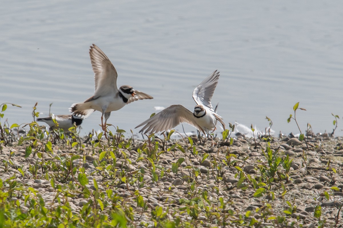 Little Ringed Plover - Charadrius dubius - Media Search - Macaulay Library and eBird