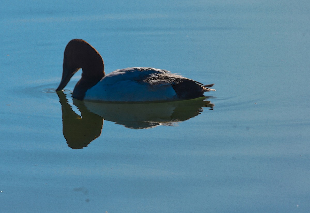 eBird Checklist - 23 May 2024 - Rio Grande Valley SP--Tingley Beach ...