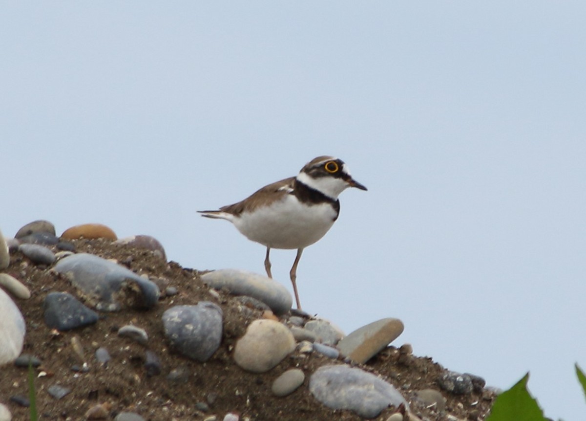 Little Ringed Plover - Charadrius dubius - Media Search - Macaulay Library and eBird