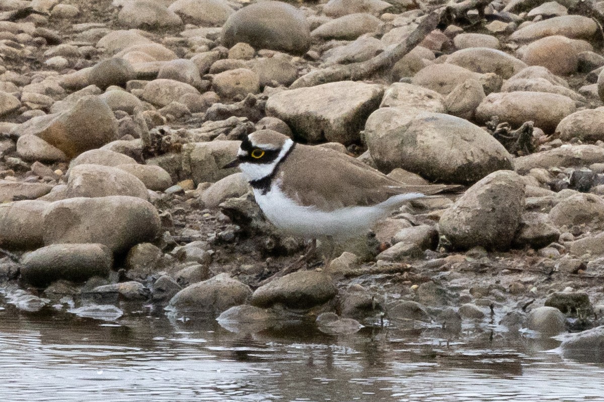 Little Ringed Plover - Charadrius dubius - Media Search - Macaulay Library and eBird