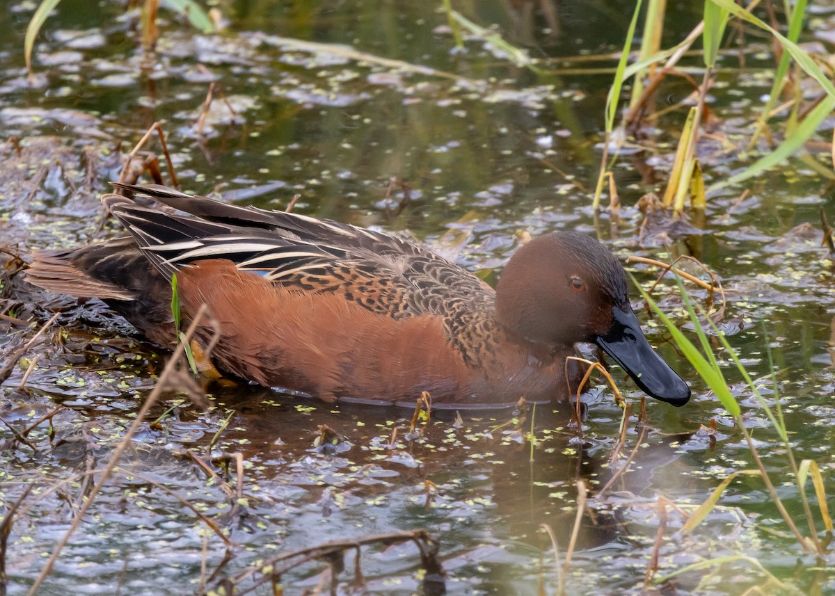 eBird Checklist - 23 May 2024 - ƛ̓éxətəm Regional Park (Colony Farm ...