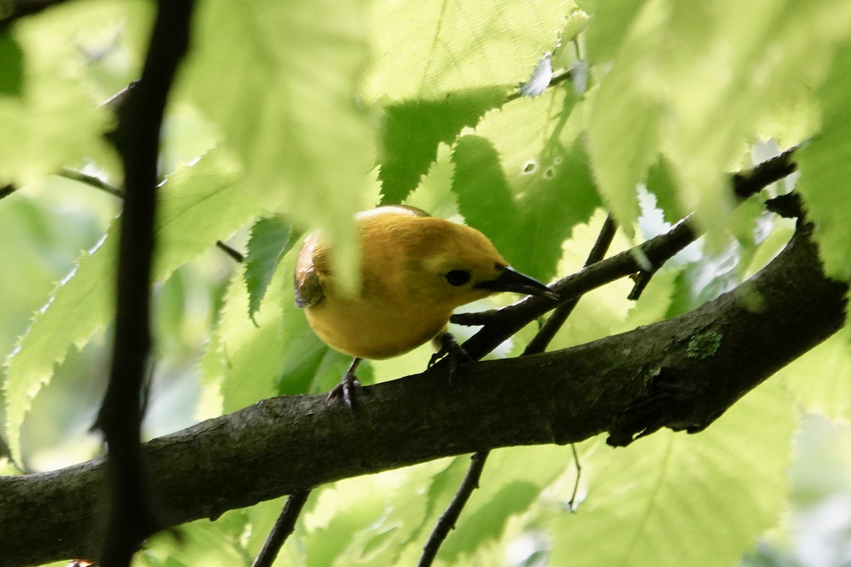 eBird Checklist - 23 May 2024 - Eli Whitney Museum - 24 species