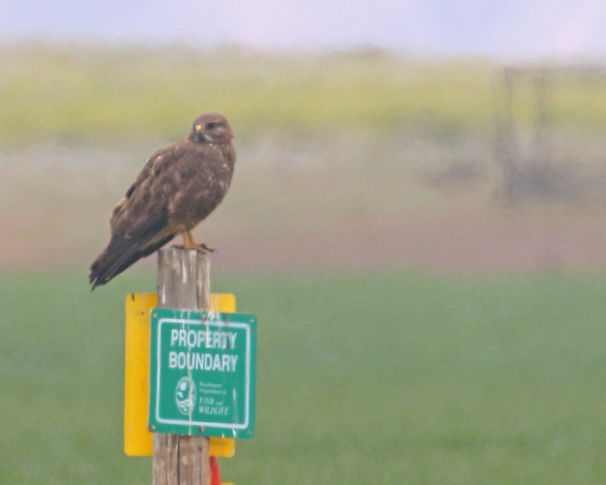 eBird Checklist - 23 May 2024 - Dwight Halsey Road - 4 species