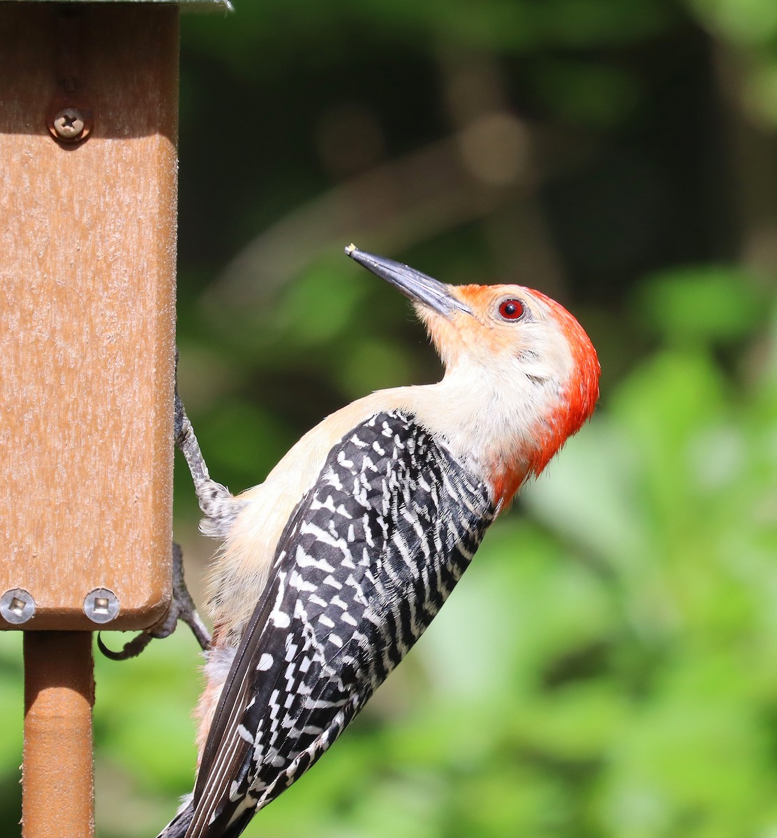 eBird Checklist - 23 May 2024 - "Snake Pit" - 11 species