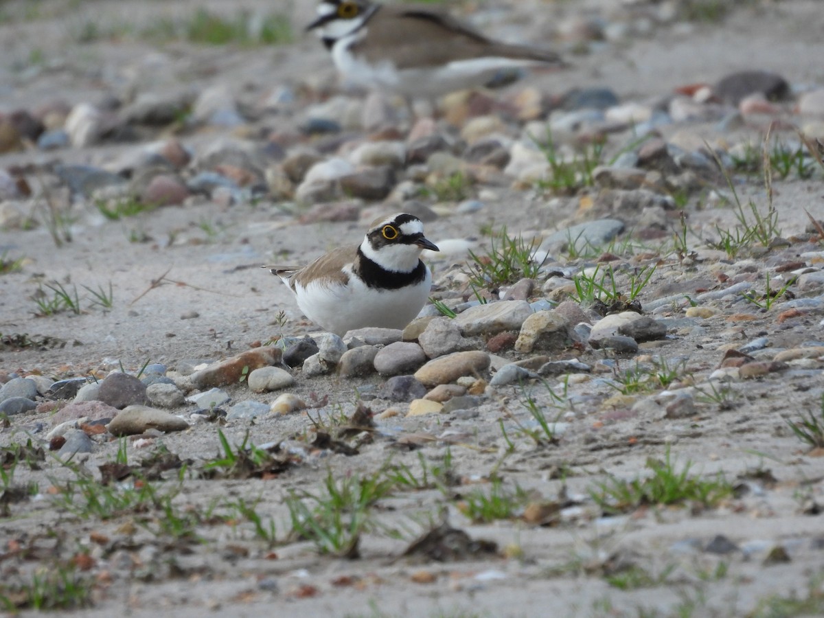 Little Ringed Plover - Charadrius dubius - Media Search - Macaulay Library and eBird