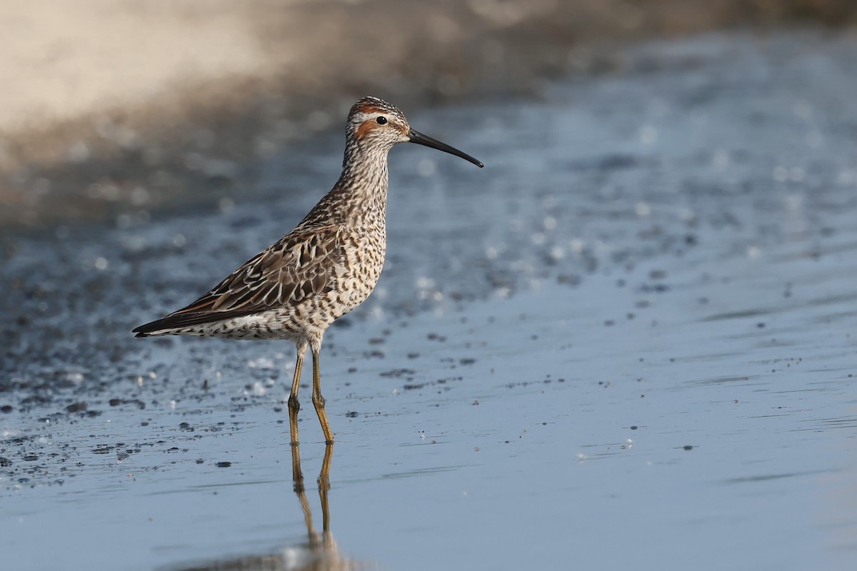 eBird Checklist - 23 May 2024 - Maynard C. Stiles WTP - 1 species