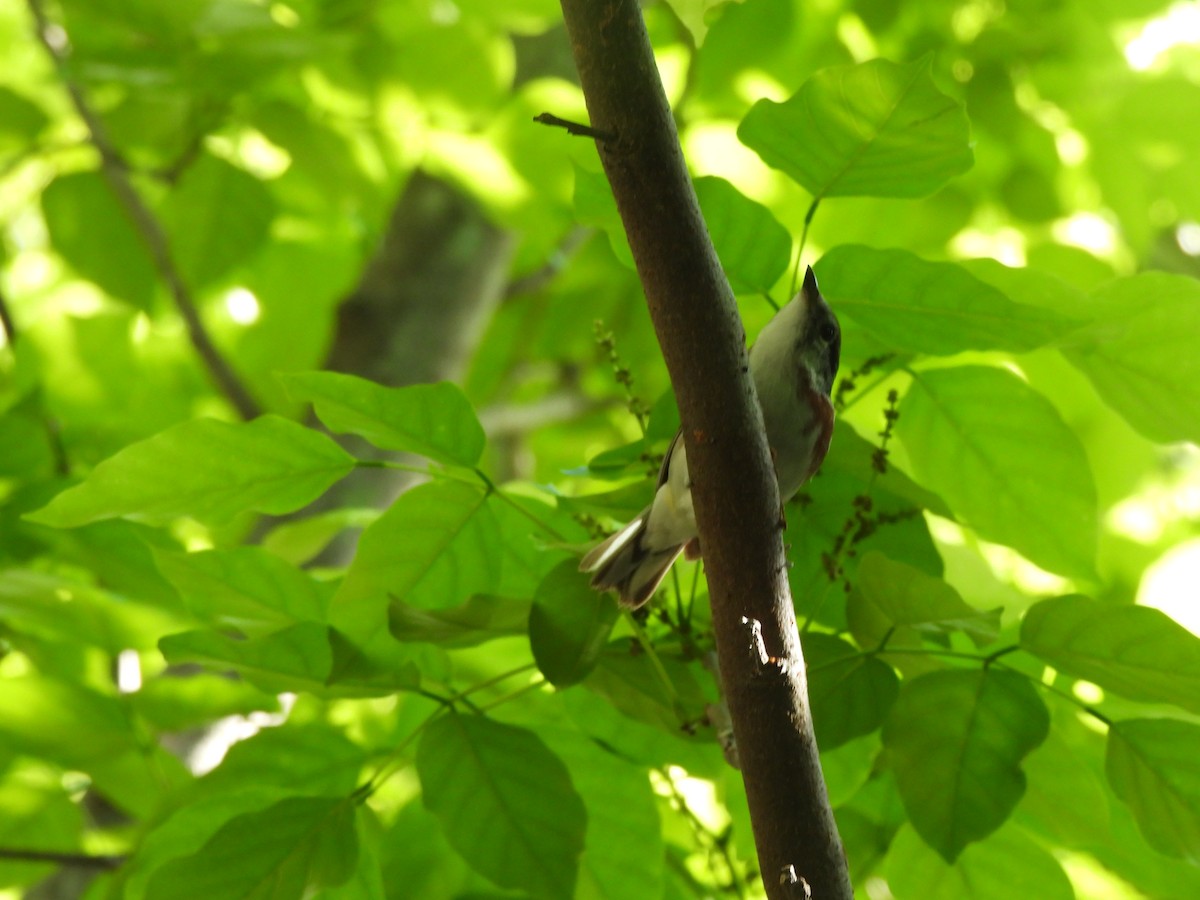 eBird Checklist - 23 May 2024 - Grand Bahama - Garden of the Groves ...