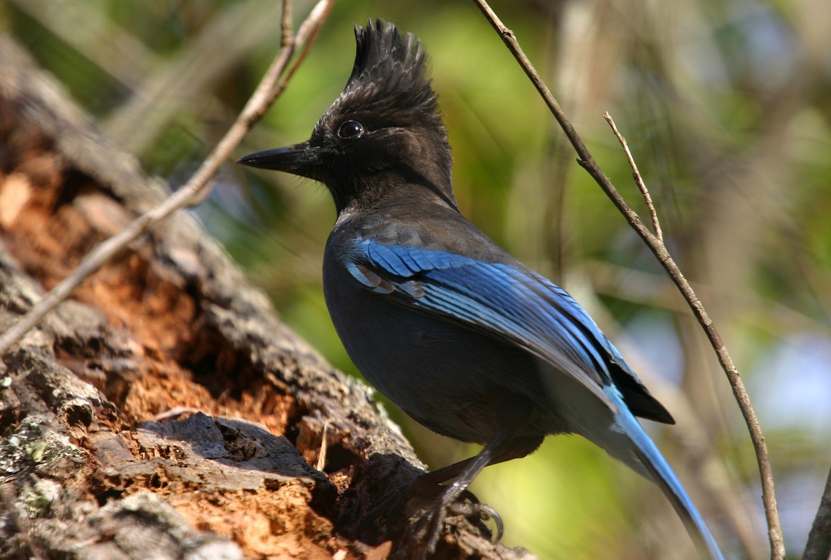 Recherche de fichiers audio-visuels - Macaulay Library et eBird