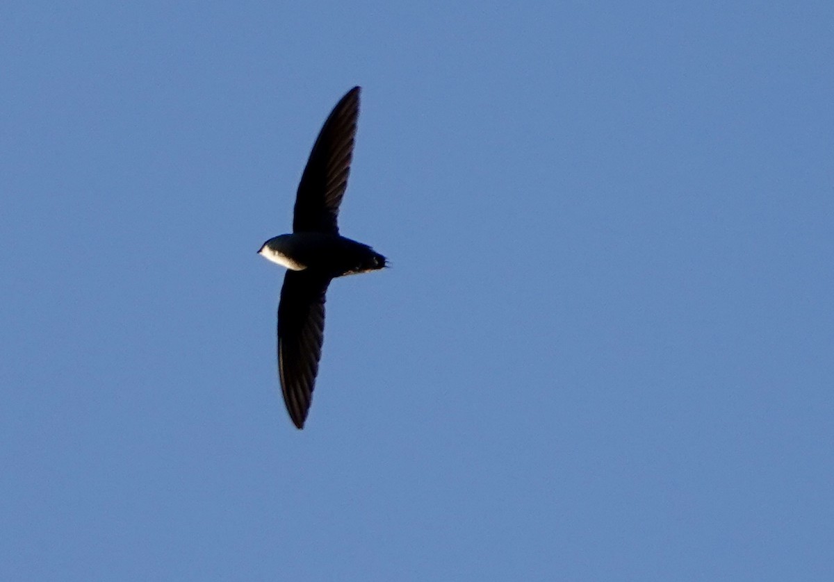 Recherche de fichiers audio-visuels - Macaulay Library et eBird