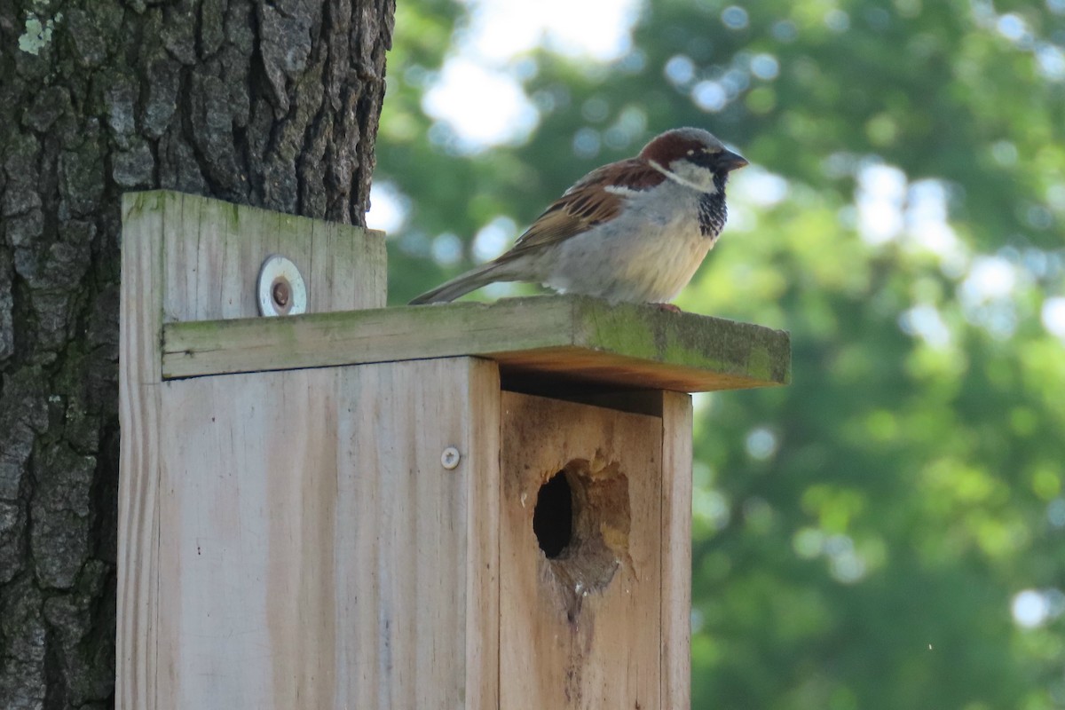 Pennsylvania Bird Atlas Checklist - 22 May 2024 - Bower's Park - 18 species