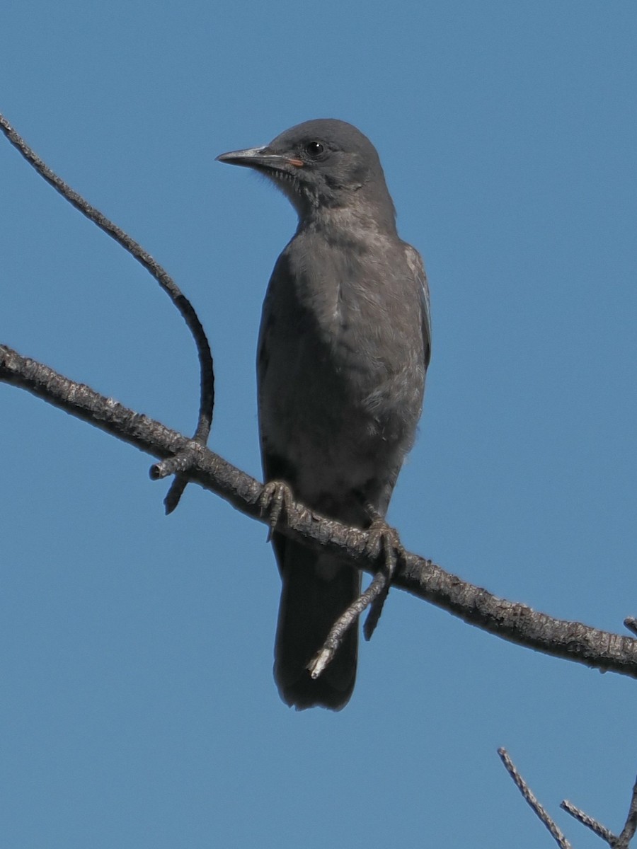 eBird Checklist - 21 May 2024 - Kennedy Meadows Rd (J41)--Inyo Co. line ...