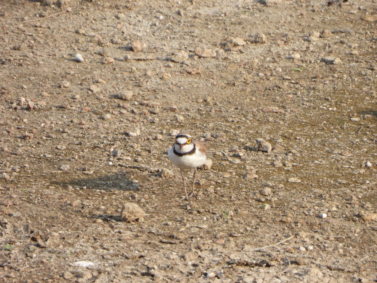 Little Ringed Plover - Charadrius dubius - Media Search - Macaulay Library and eBird