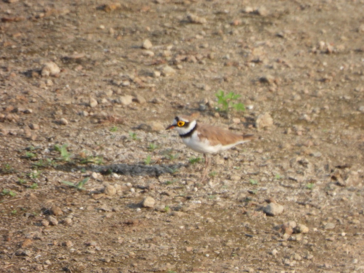 Little Ringed Plover - Charadrius dubius - Media Search - Macaulay Library and eBird